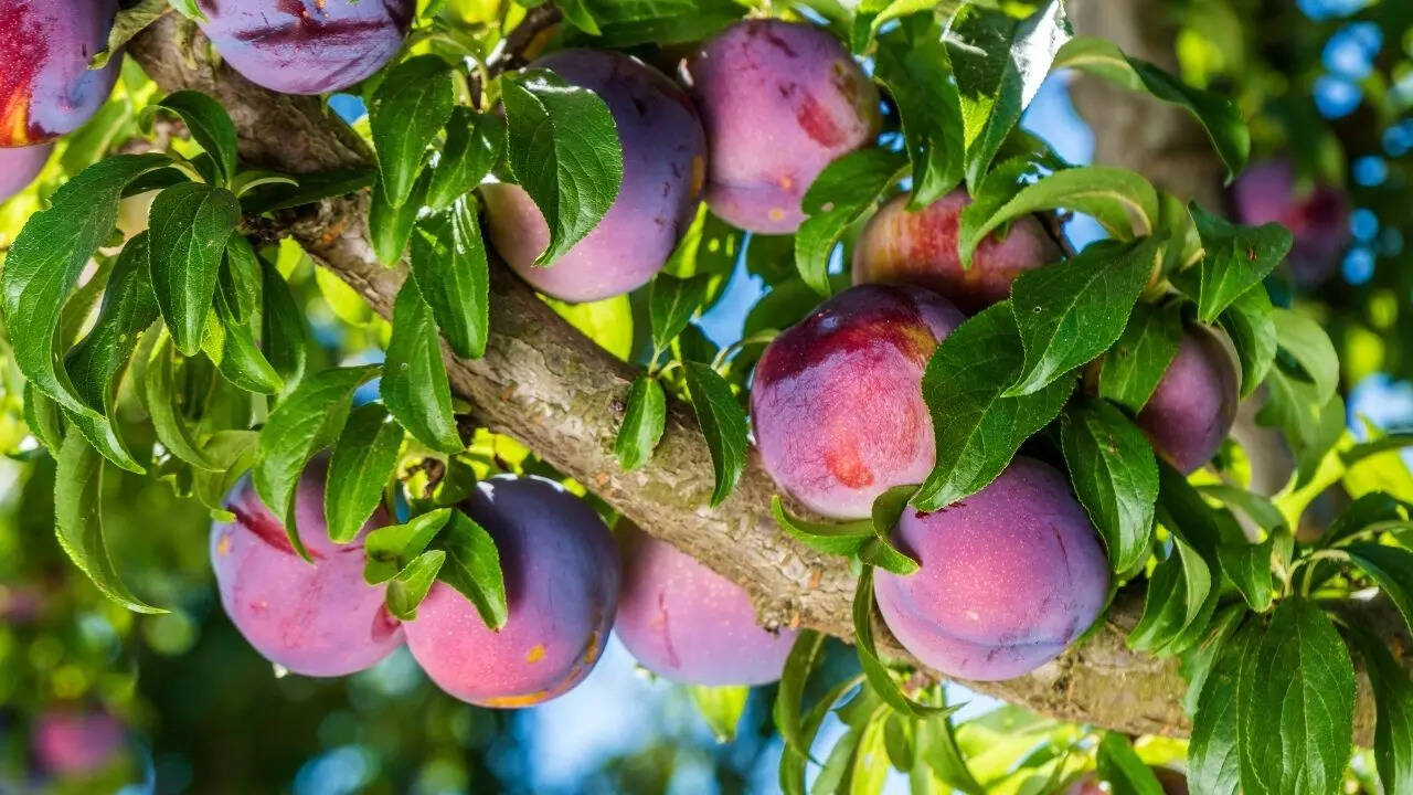 How to grow juicy Plums in your balcony garden; step-by-step guidelines