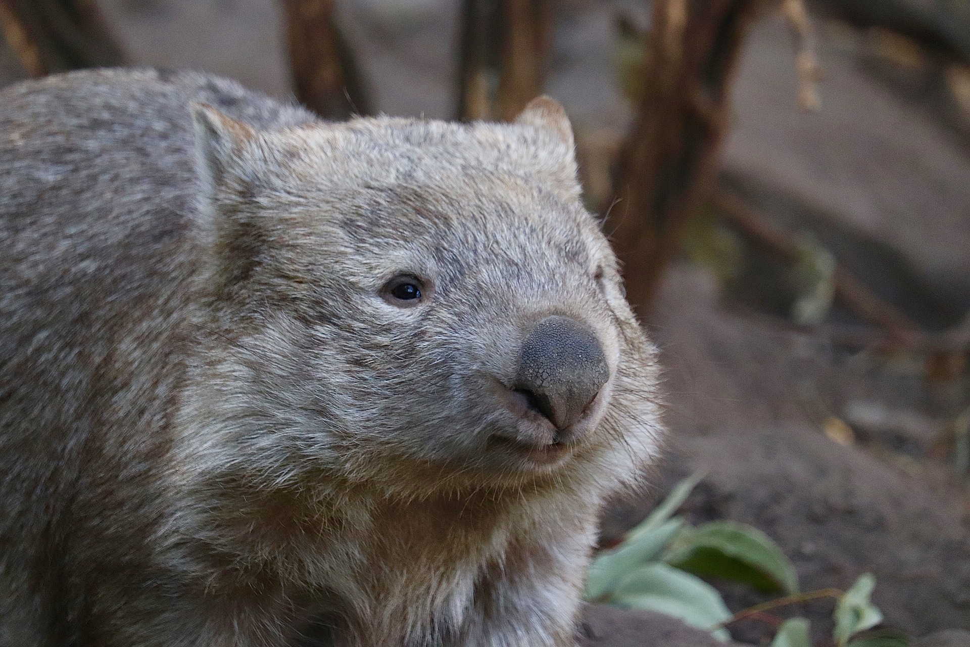 Esta es la curiosa manera en la que los wombats depositan sus heces