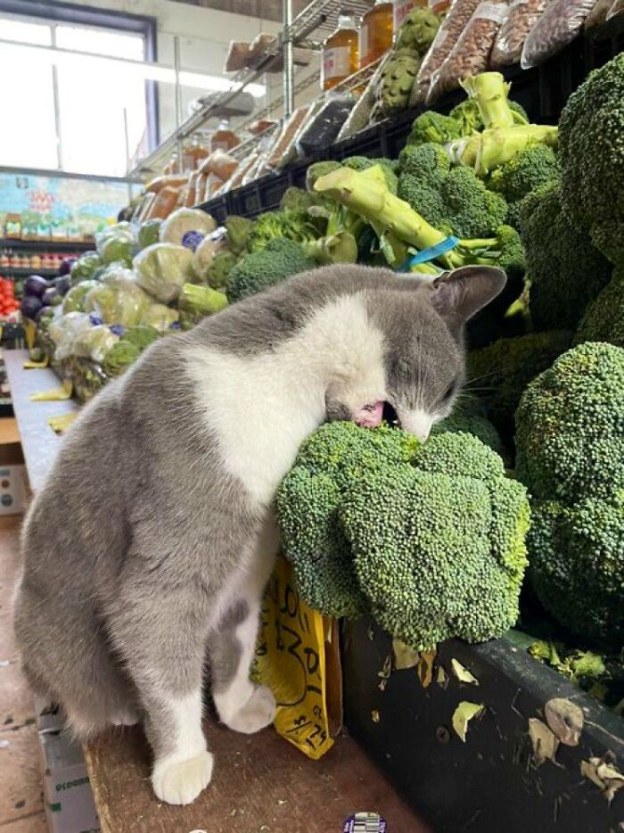 40 Cats Who Treated Convenience Stores Like Their Natural Habitat