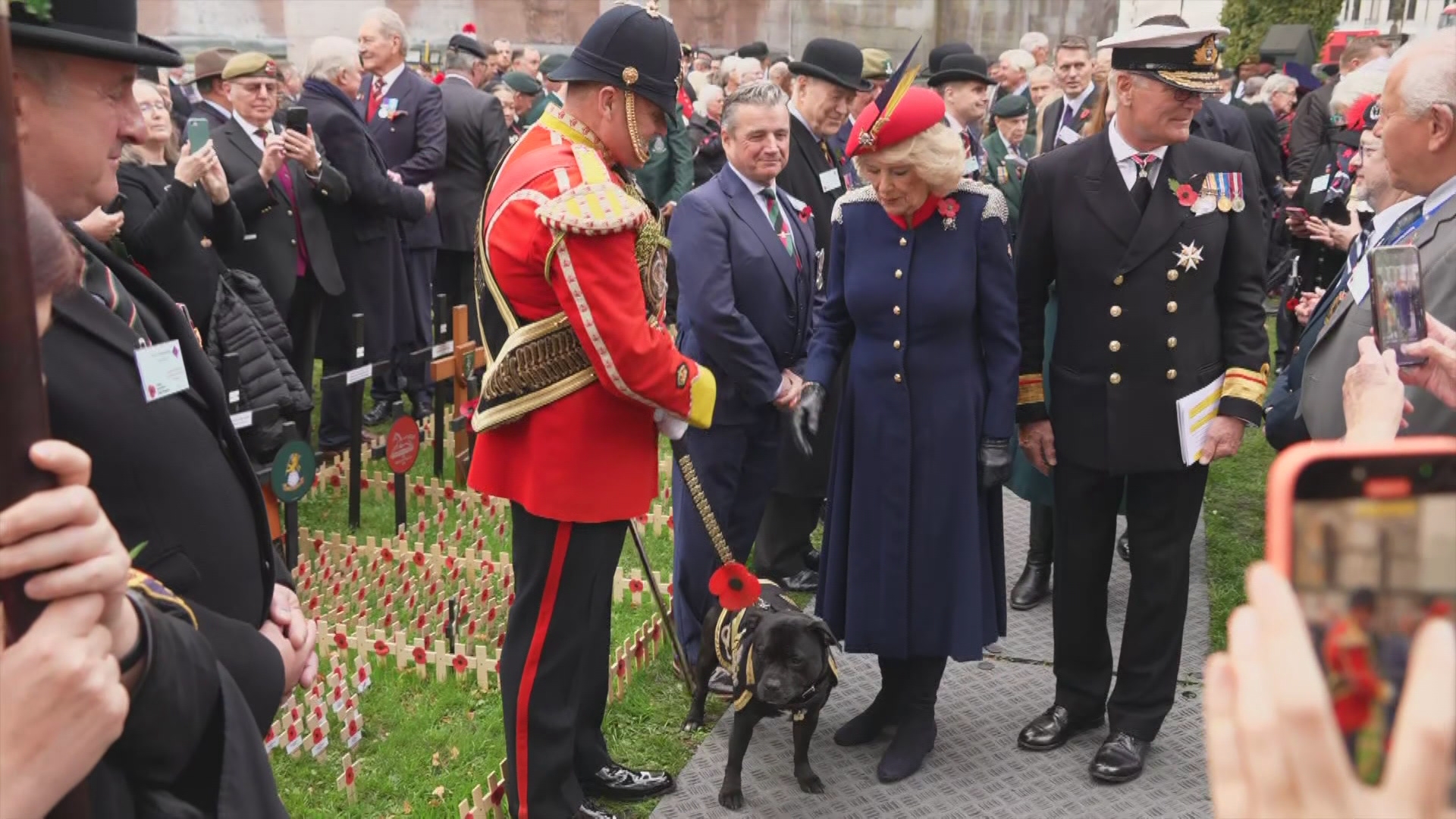 Queen Camilla pats dog wearing poppy