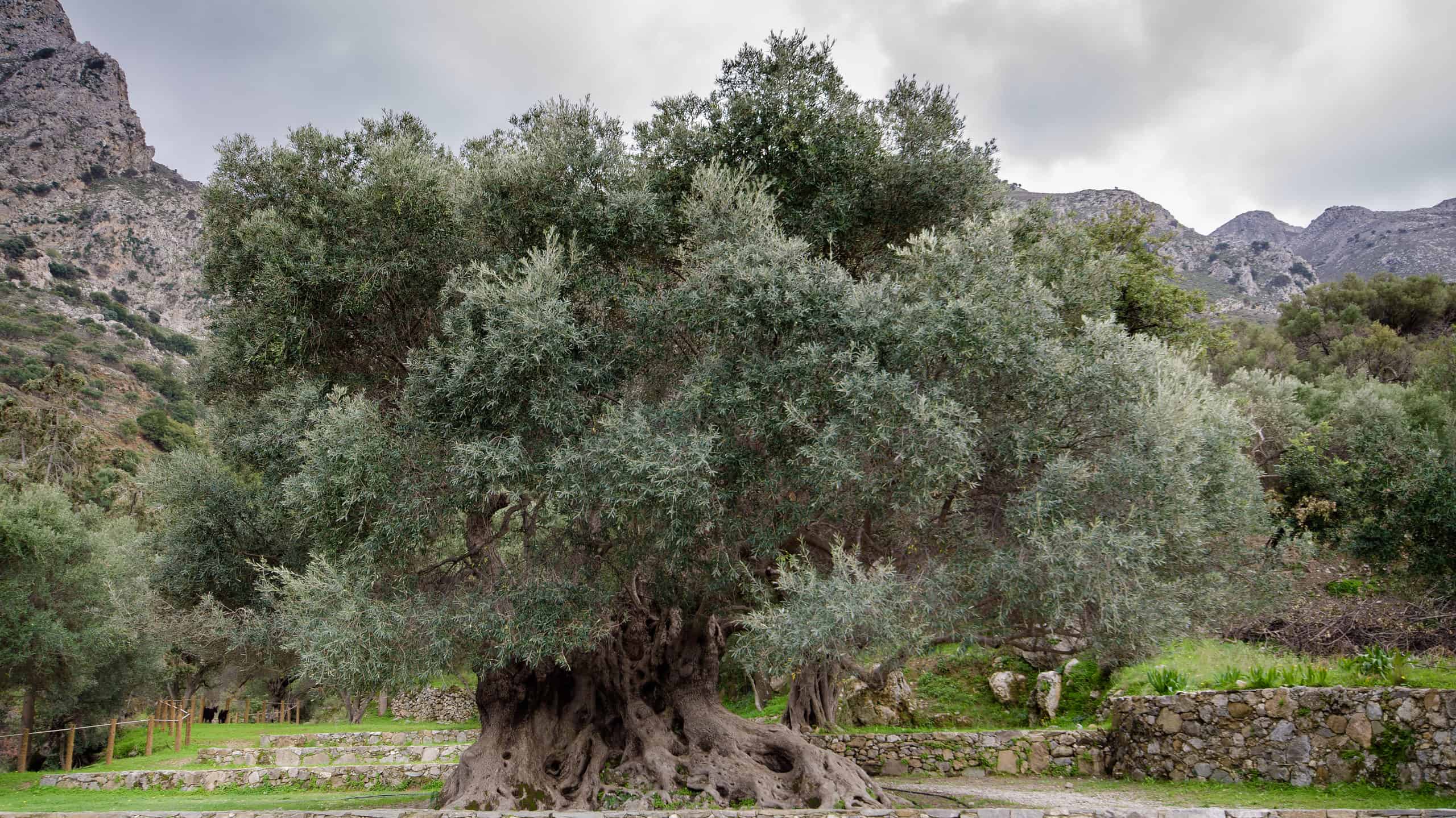 11 trees in the Bible that shaped history and faith