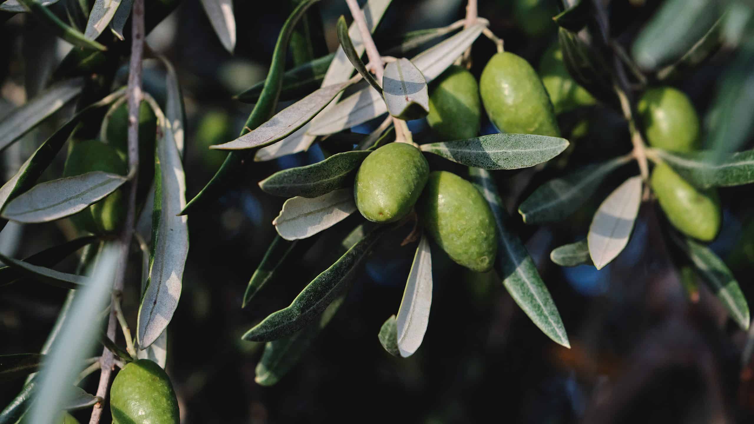 11 trees in the Bible that shaped history and faith