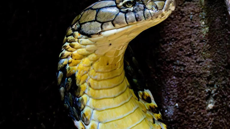 The real reason snakes have venom: For hunting prey, not defending ...