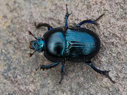 List of Top 10 Strongest Insects in the World