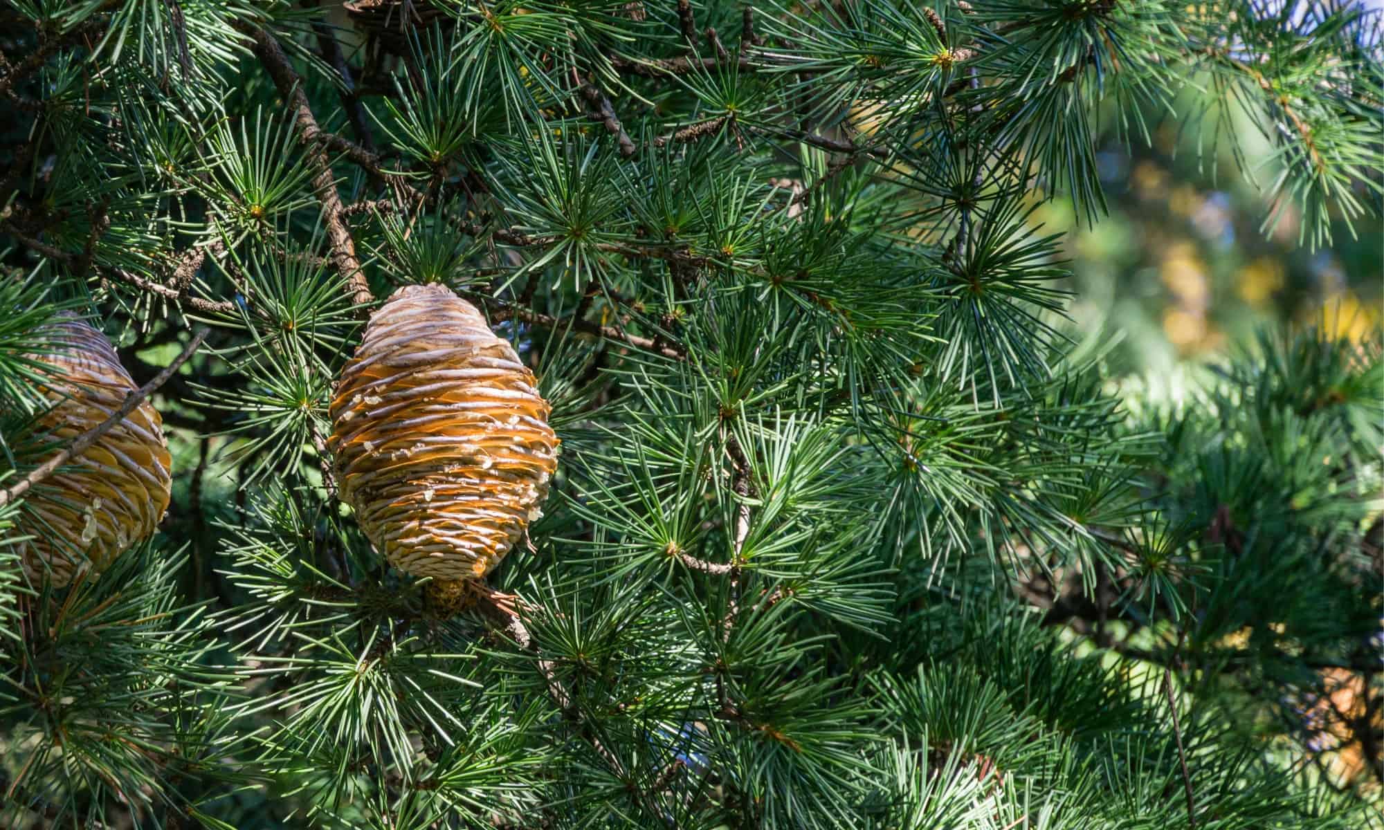 11 trees in the Bible that shaped history and faith