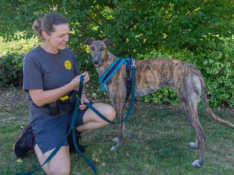 15 adorable dogs hoping to find their forever homes in Nottingham ahead ...