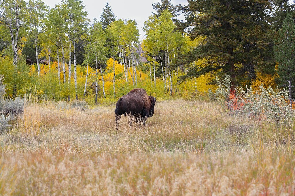 9 Elk Hunting Hotspots You Can Camp Beside in Wyoming