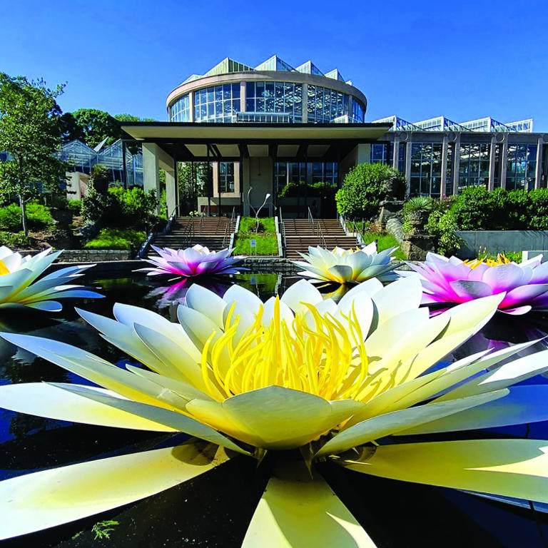 Amazing Attractions