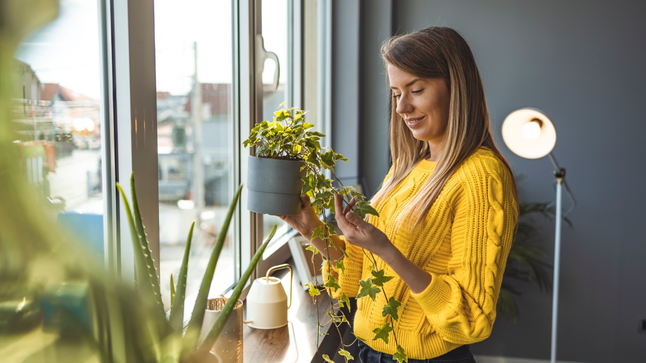 12 Plant Staging Ideas to Build a Room's Aesthetic