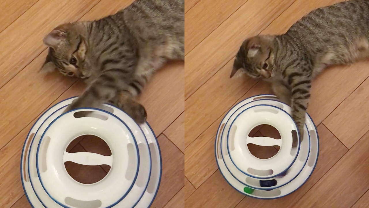 'Funny cat enjoys a 'lazy playtime'
