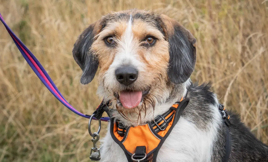 13 adorable dogs looking for forever homes in Derbyshire this January