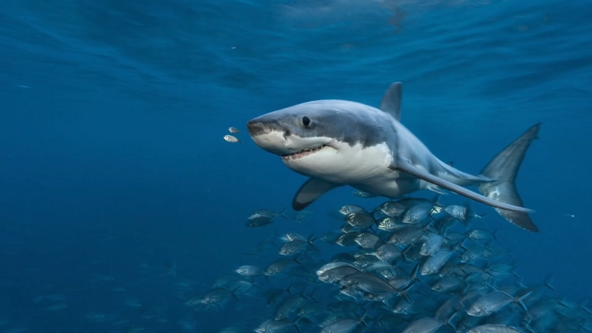 How sharks can’t get cancer