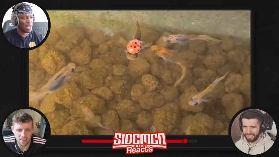 Unusual memes compilation - Reactions