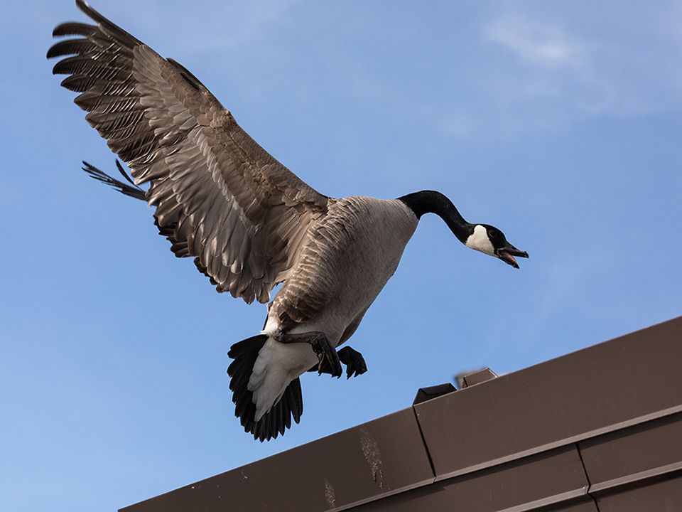 In defence of the Canada goose, the pooping, honking bird everyone ...
