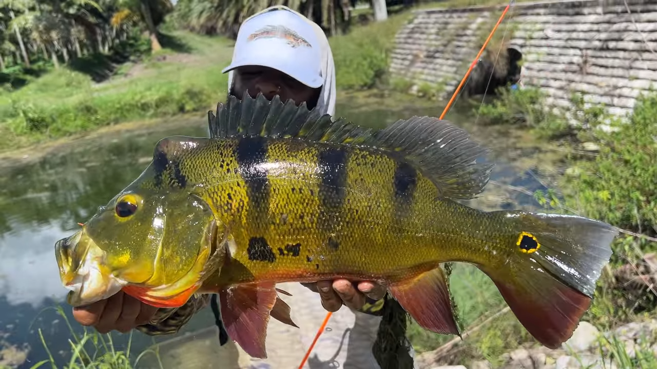 Florida’s weirdest fish had no idea we were coming