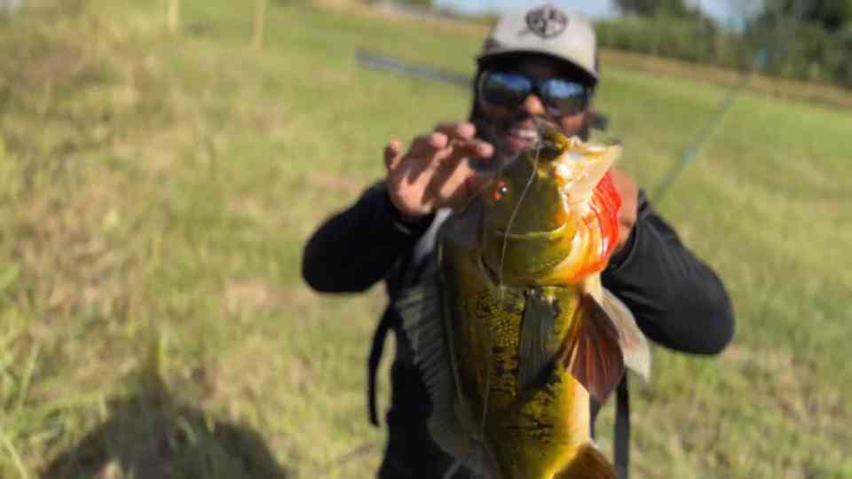 Catching giant peacock bass in Florida’s spillway system