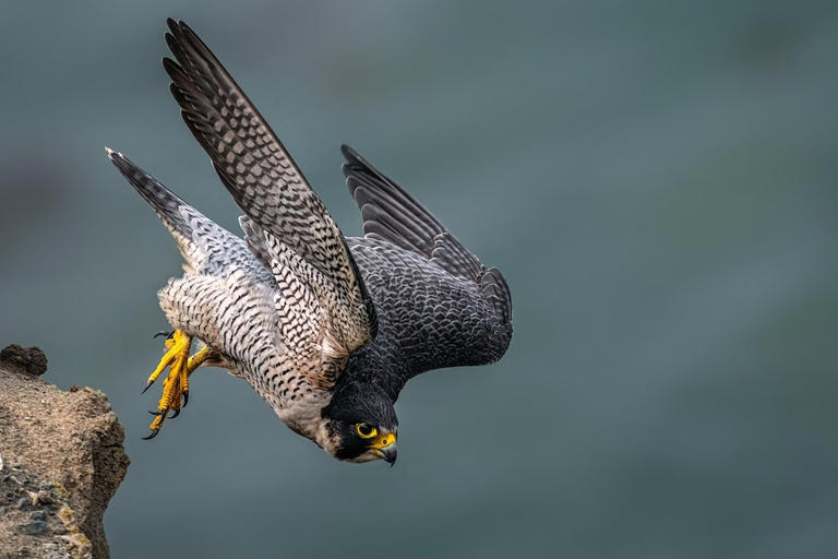 Up to 200 Miles Per Hour! The Fastest Animals in the World