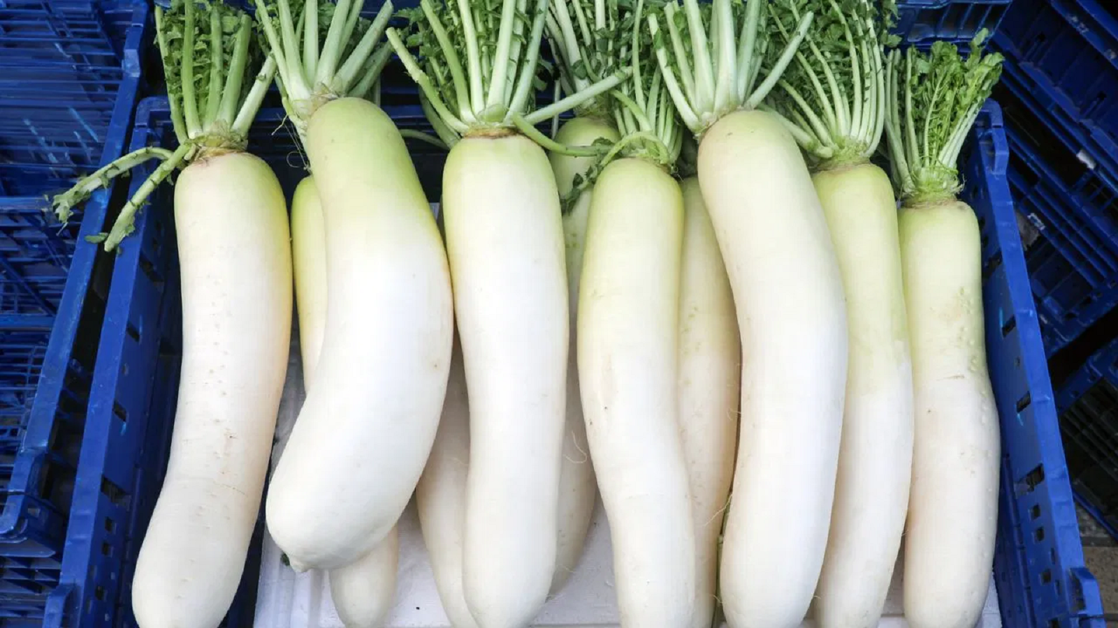 The Winter Boon: Baba Ramdev Explains the Health Benefits of Radish