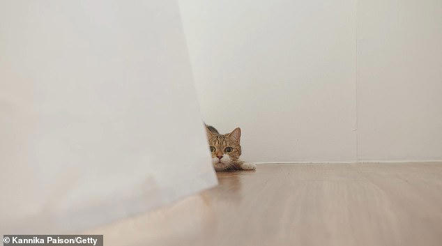 Can you speak CAT? Take the test to see if you can decode a moggie's ...