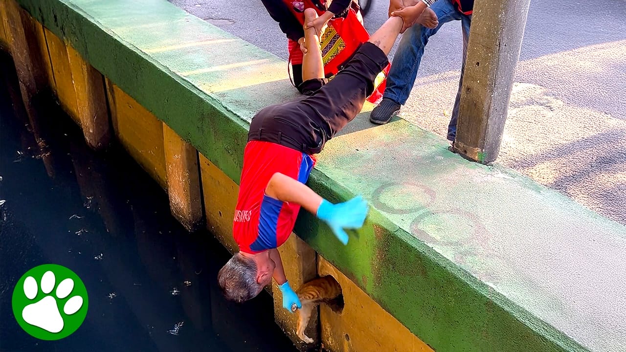 Passersby work together to save cat stuck in hole