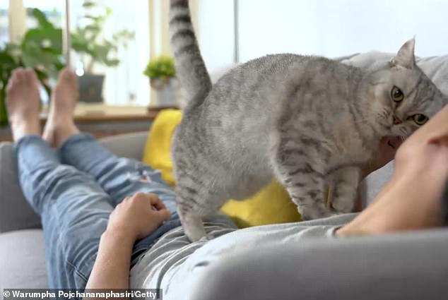 Can you speak CAT? Take the test to see if you can decode a moggie's ...