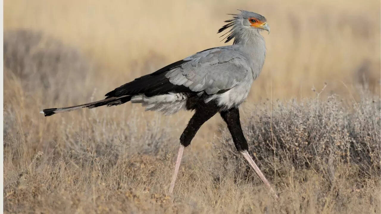 The bird that kills with a kick: How the ‘secretary bird’ is changing ...
