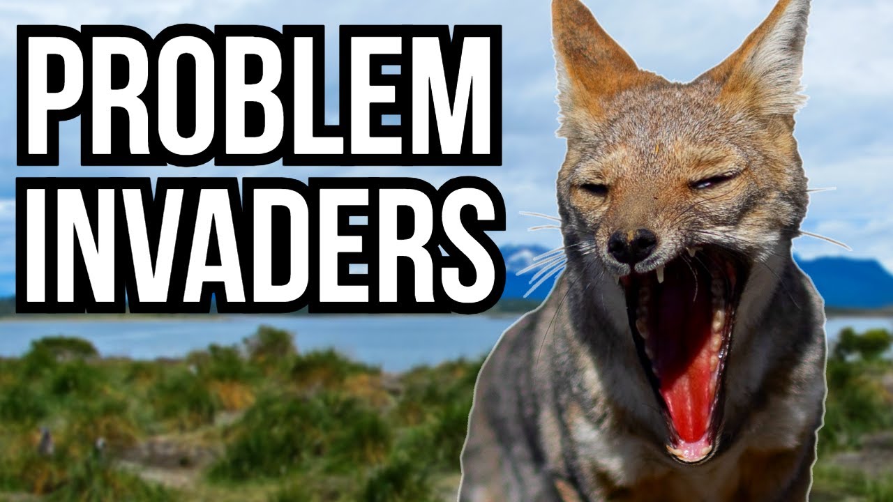 How 3 Invasive Species Are Destroying Tierra del Fuego