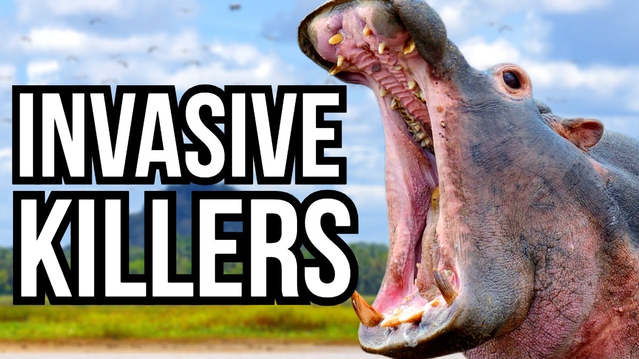 Deadly Invaders: 3 Invasive Species That Kill