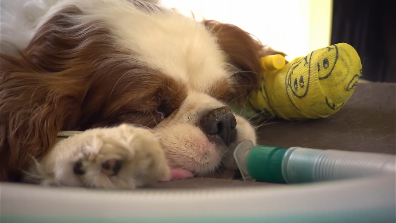 Watch what veterinarians found inside a dog’s infected ear
