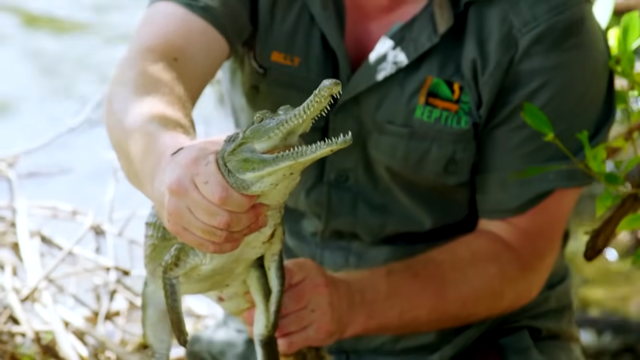 Watch how ordinary people risked everything to rescue animals