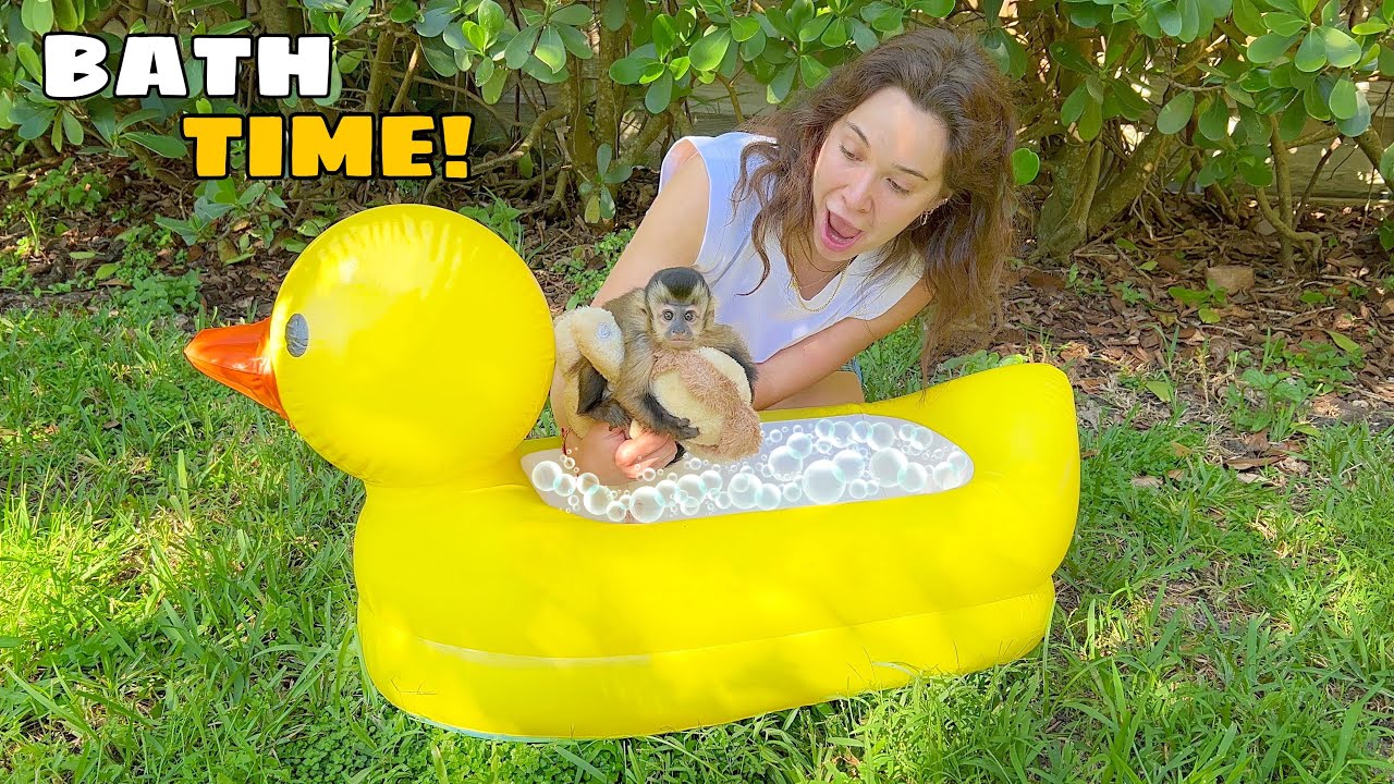 How a capuchin monkey reacts to water for the first time