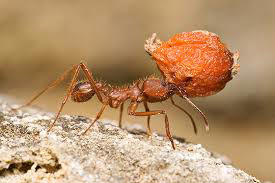 List of Top 10 Strongest Insects in the World