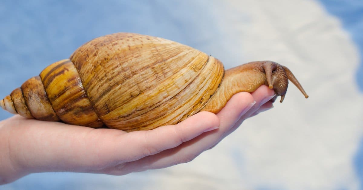 Giant African Snails Are So Big They Can Fill a Human Hand