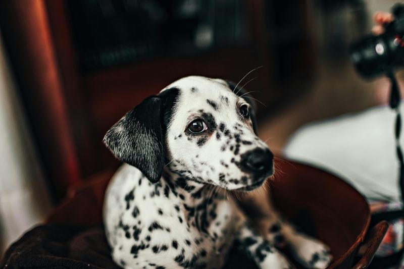 10 Dog Breeds That Are The First To Get Surrendered To Shelters After ...