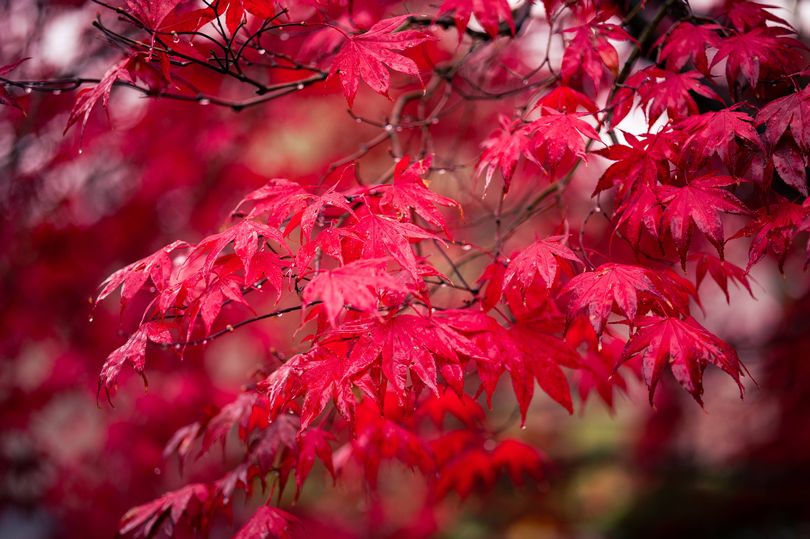 Japanese maple trees will look even more beautiful when pruned at one ...
