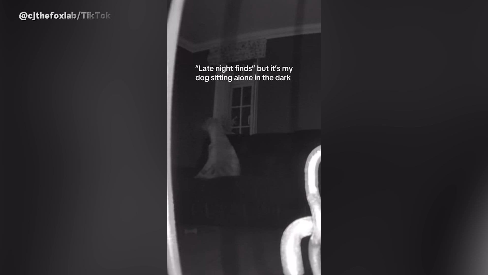 Owner Checks Pet Cam, Hearts Break Over What They See