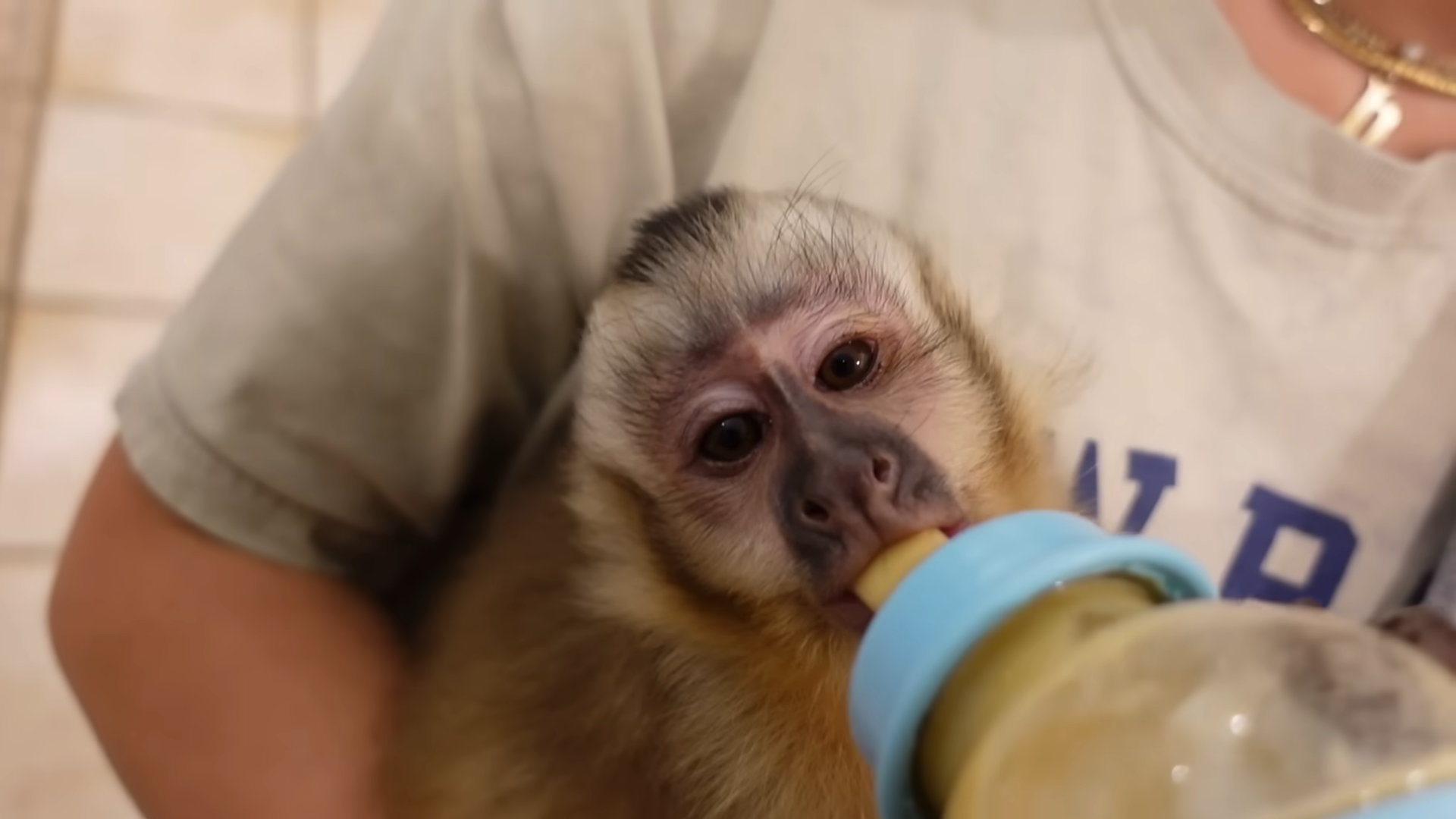 The evolutionary secrets hidden in a baby capuchin’s nighttime routine
