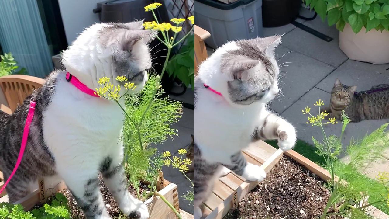 'Fly-swattin' kitty proves that cats do help around the house