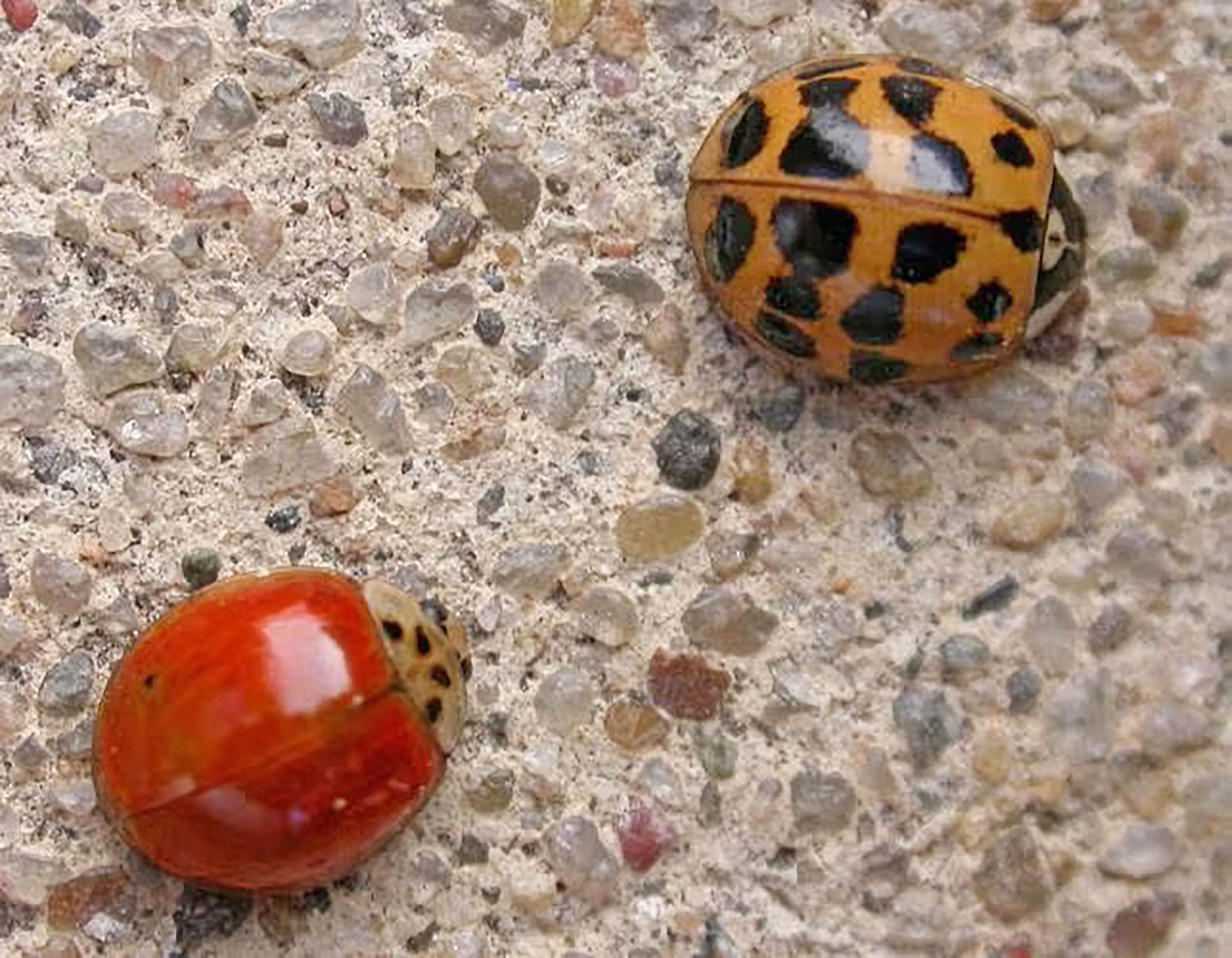 Why are there so many ladybugs in my house? Or is it an Asian beetle ...