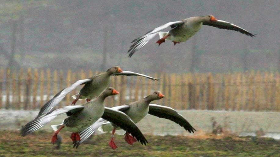 Le virus de la grippe aviaire détecté dans le canton de Berne
