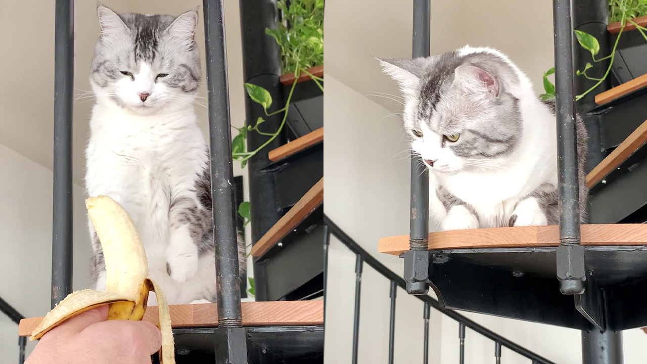 'Cat says Na, Na to a banana *Hilarious Reaction*