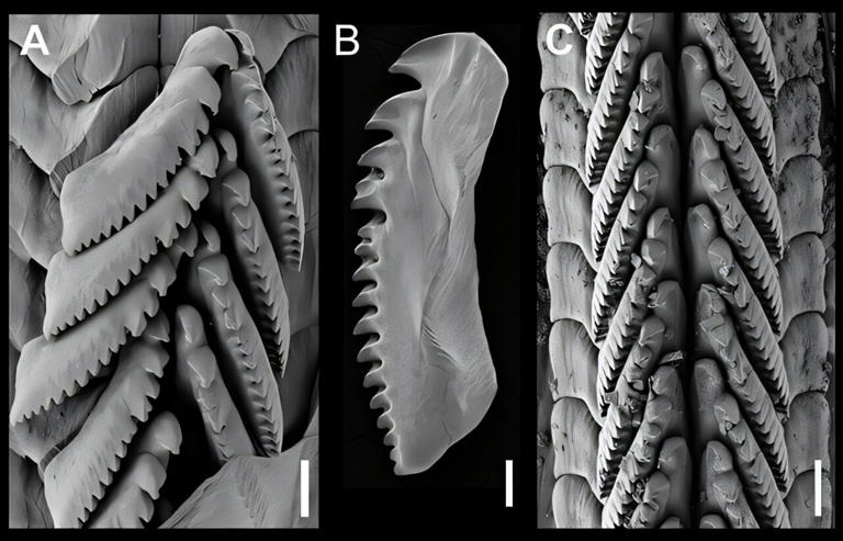 From the depths to discovery: Tiny limpet reveals big secrets of the ...