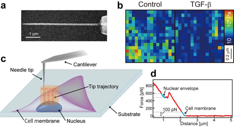 Scanning nanoprobe microscope reveals the hidden flexibility of cancer ...