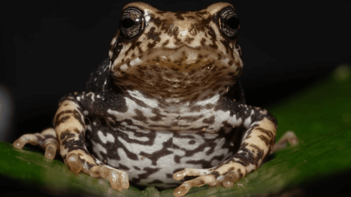 “They Give Birth Just Like Us”: New Species Of Rare Live-Bearing Toads ...