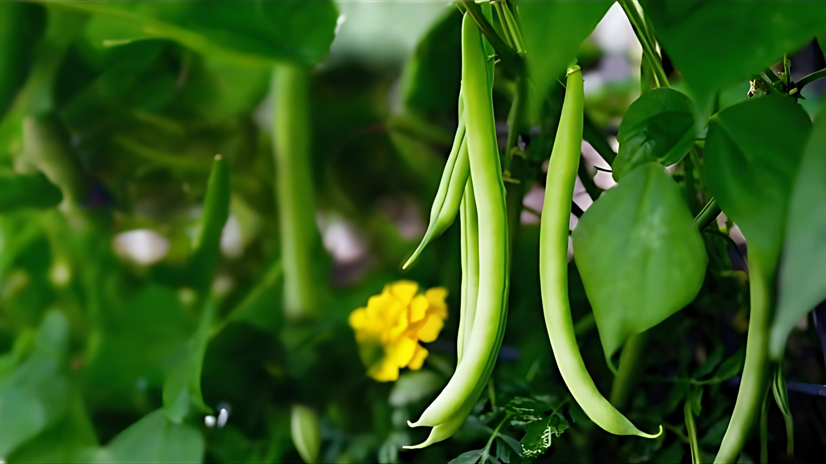 How to Grow Beans Easily for a High-Yield Harvest