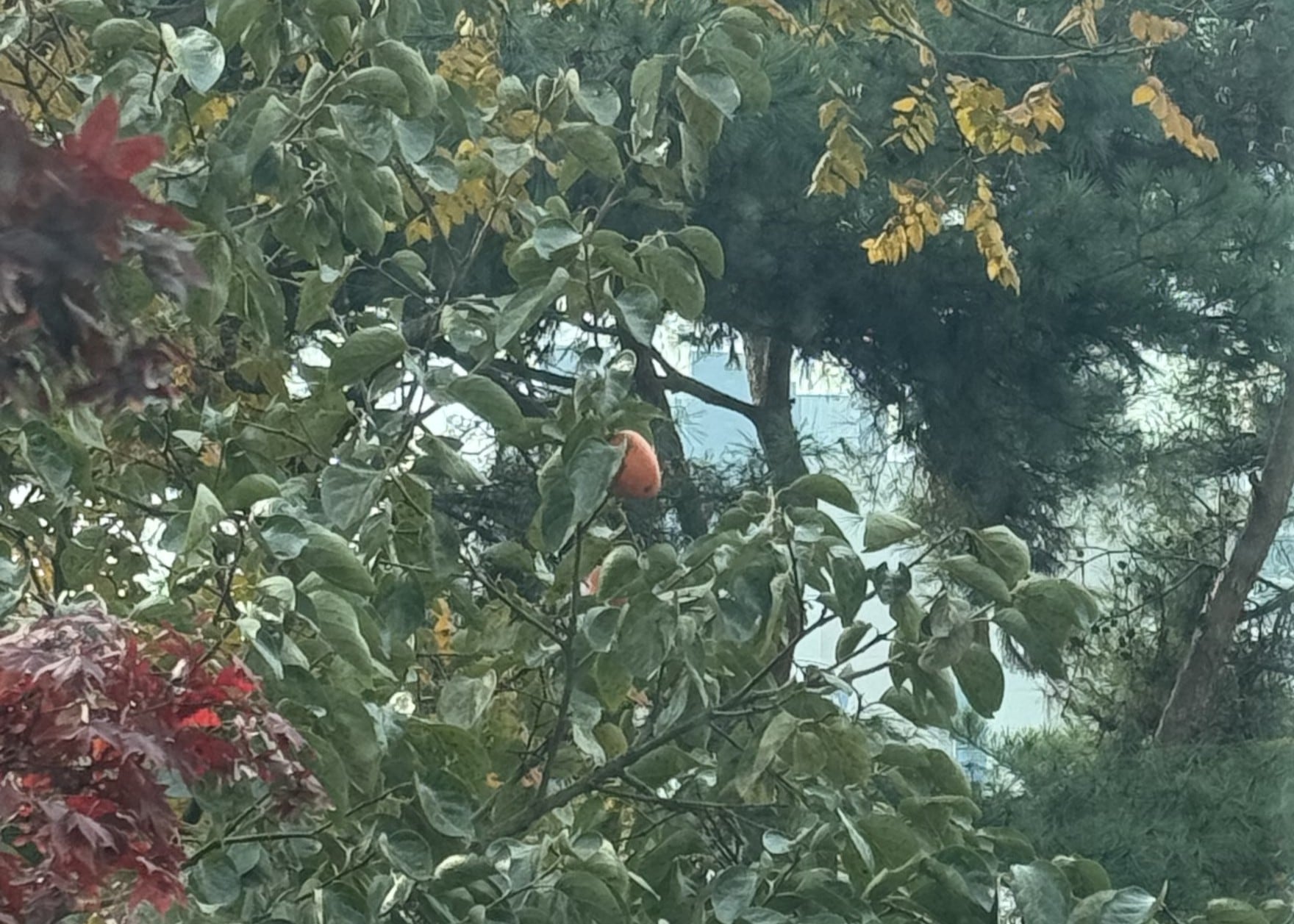 Fruits of Labor: Thoreau’s Unsold Books and Persimmons