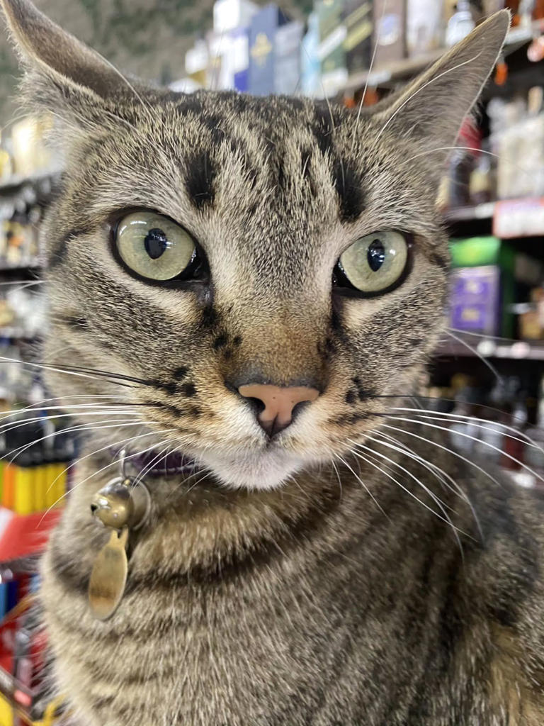 Tragedy in San Francisco as beloved shop cat killed
