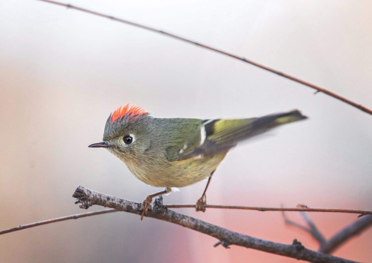 This Bird Could Pass for Guy Fieri’s Bird Brother