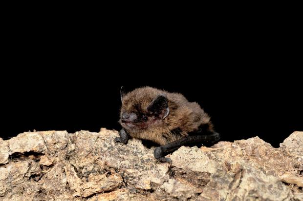 Conservation boss cites £100m Bucks HS2 bat tunnel saying shift needed