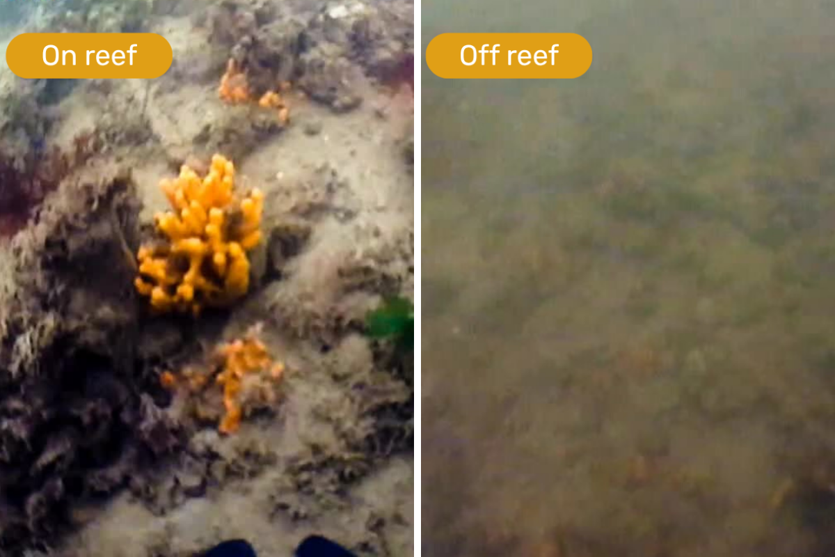 "Flourishing" marine life being restored by Royal Navy in Solent as ...